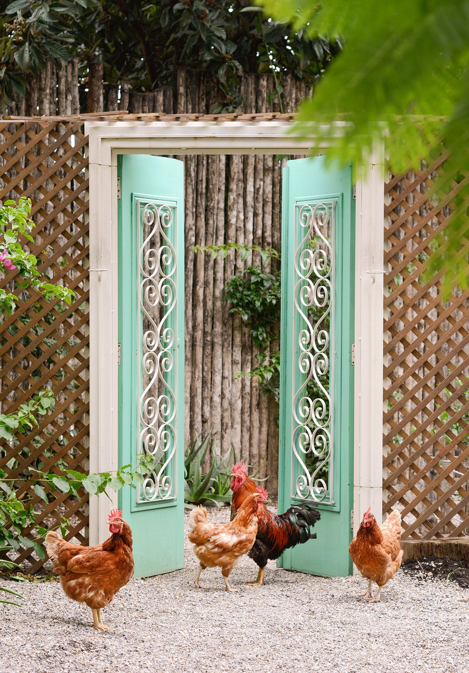 ¿Sabes por qué nuestras gallinas son felices? – Saul E. Méndez